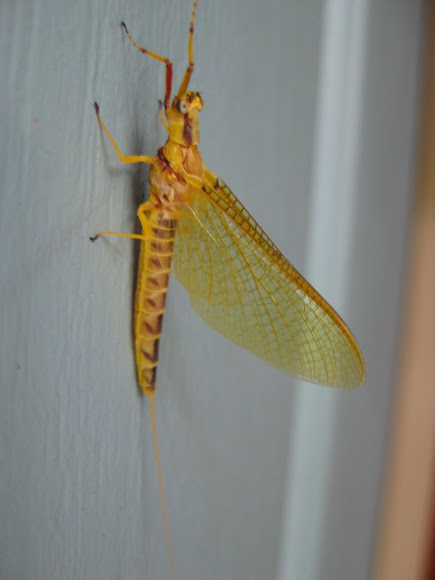 Yellow Drake Mayfly | Project Noah
