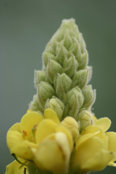 Common Mullein | Project Noah