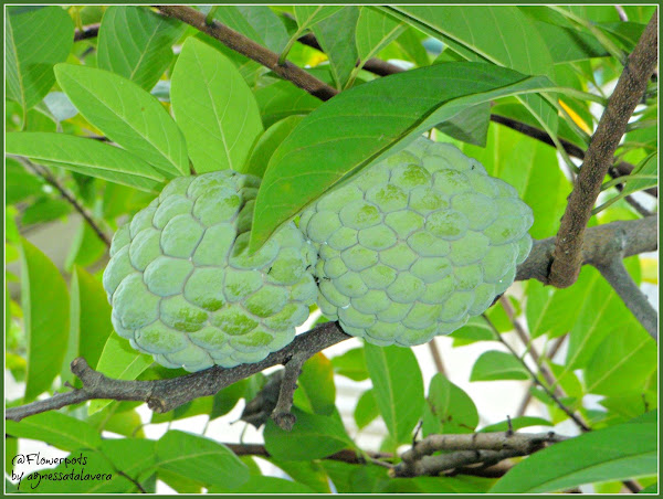 Atis, Sugar-apple | Project Noah