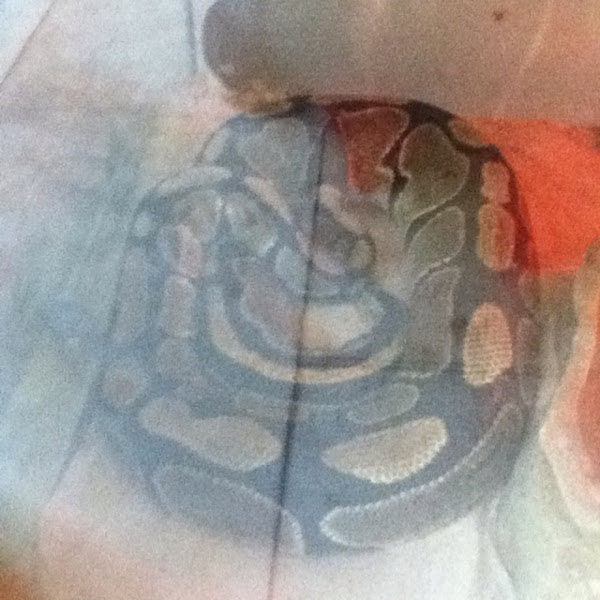 Ball Python | Project Noah