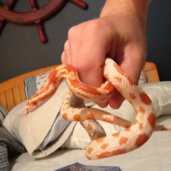 Albino Corn Snake | Project Noah