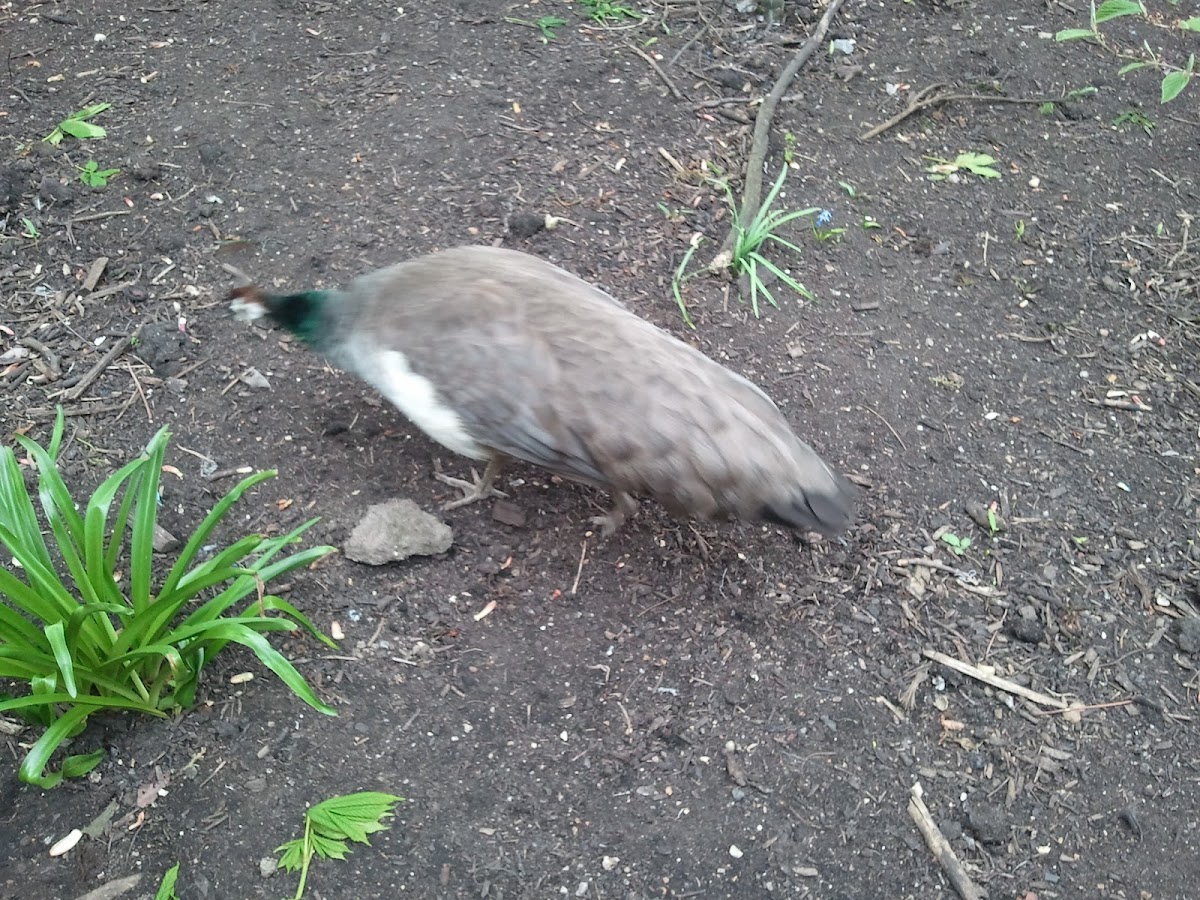Peahen | Project Noah