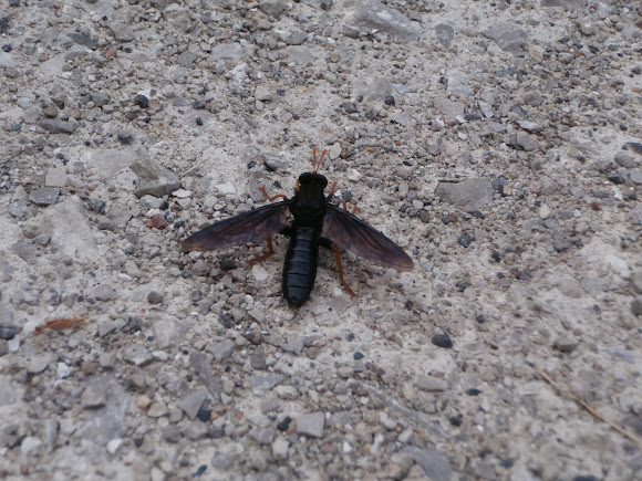 Mydas Fly | Project Noah