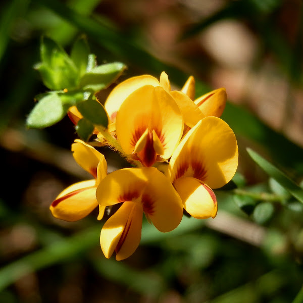 Golden Bush-pea | Project Noah
