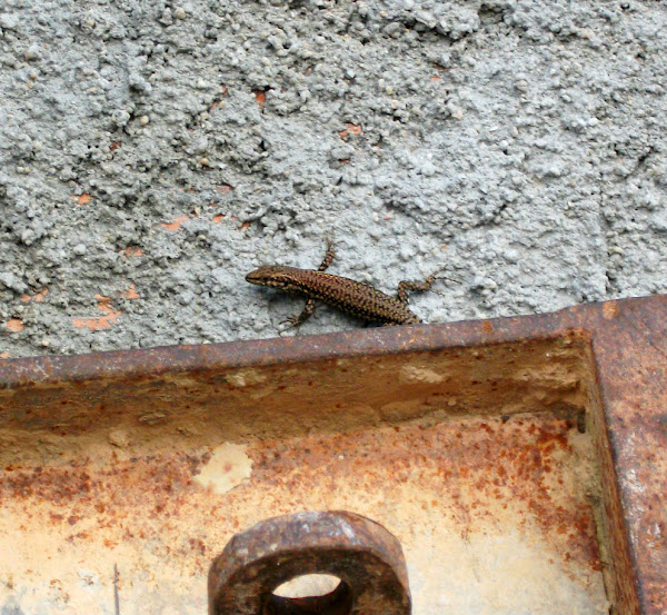 Wall lizard | Project Noah