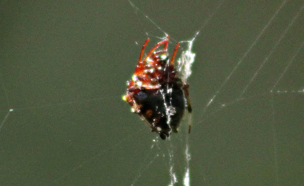 Arrowhead Spider | Project Noah