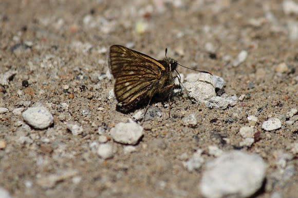 Japanese swift | Project Noah