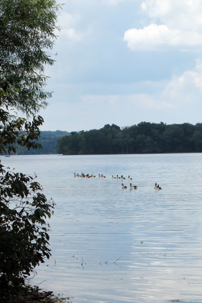 Canada Geese | Project Noah