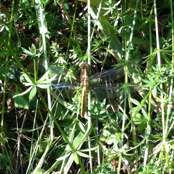 Spotting | Project Noah