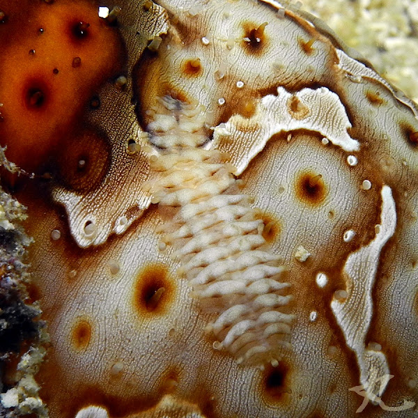 Club-spined Scale Worm | Project Noah