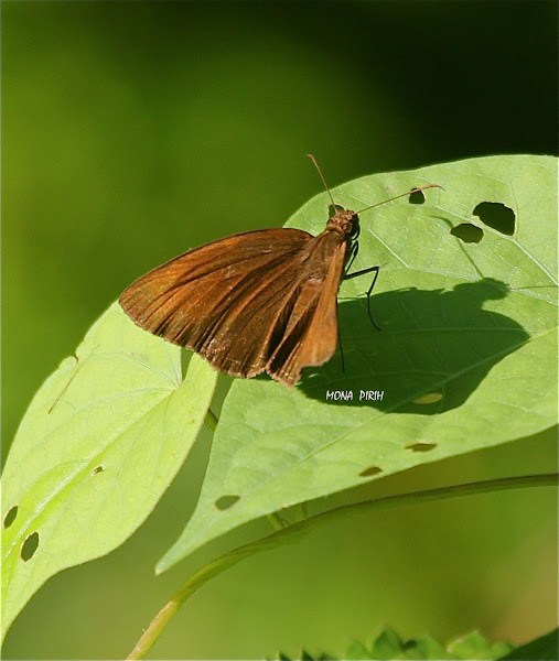 Skipper | Project Noah