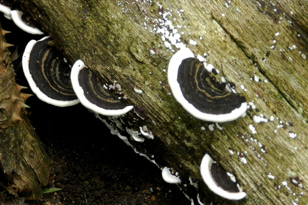 Grey Tooth Fungi | Project Noah