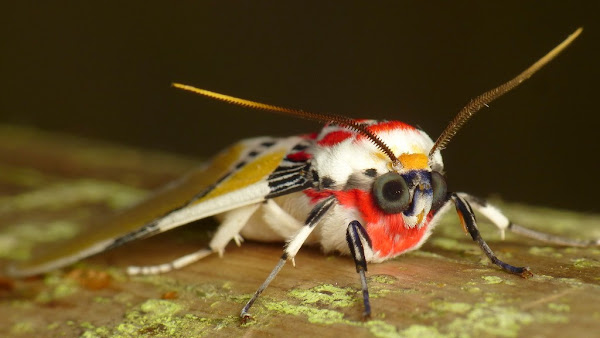 Tiger moth with clown face | Project Noah