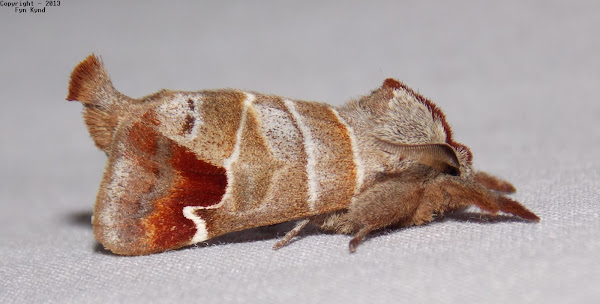 Sigmoid Prominent | Project Noah