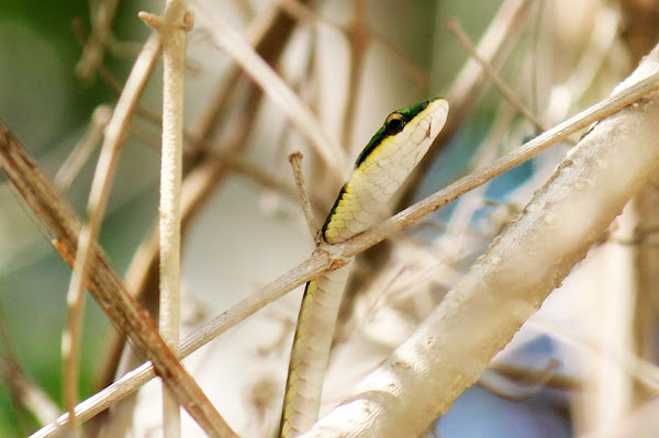 Mexican Parrot Snake | Project Noah