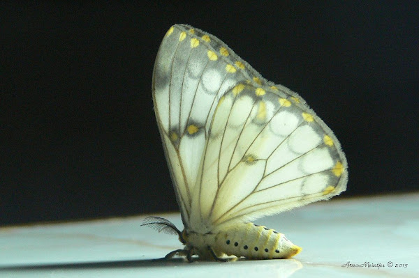 Apollo Moth | Project Noah