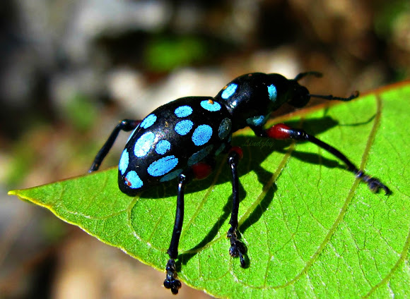 Polka Dot Weevil Beetle | Project Noah