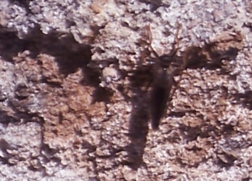 Alkali Flies | Project Noah