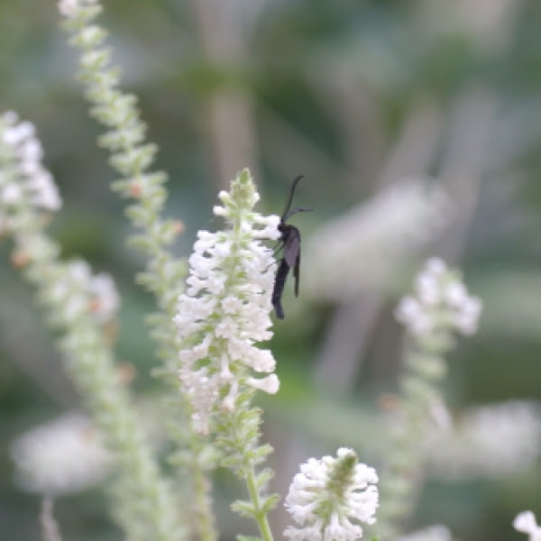 Western Grapeleaf Skeletonizer | Project Noah
