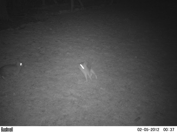 rabbit | Project Noah