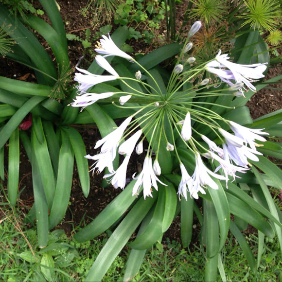 Lirio del Nilo | Project Noah