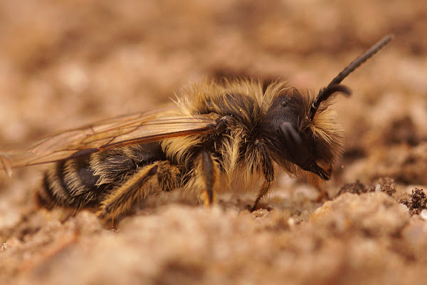 Andrena flavipes | Project Noah