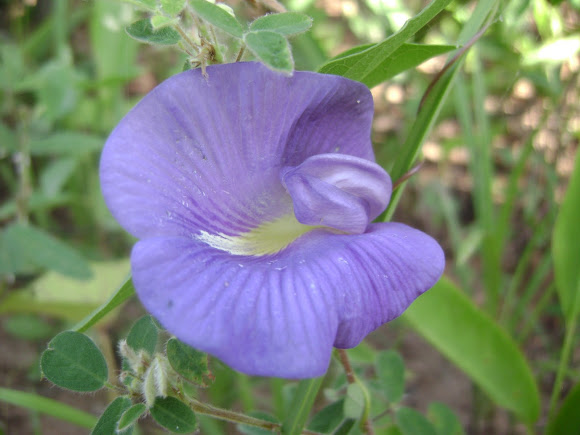 Shankupushpam/Butterfly pea | Project Noah