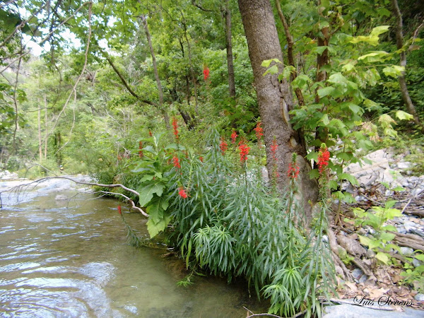 Wild Cardinal Flower | Project Noah