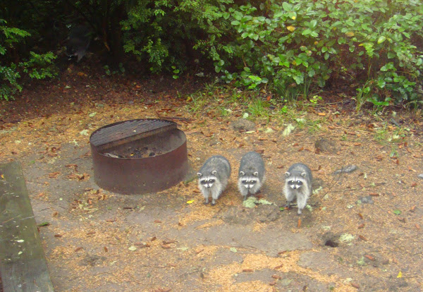 raccoon | Project Noah