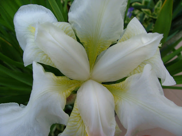 White Iris | Project Noah