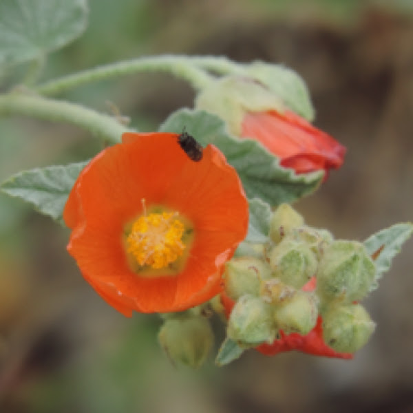 Orange Globe Mallow | Project Noah