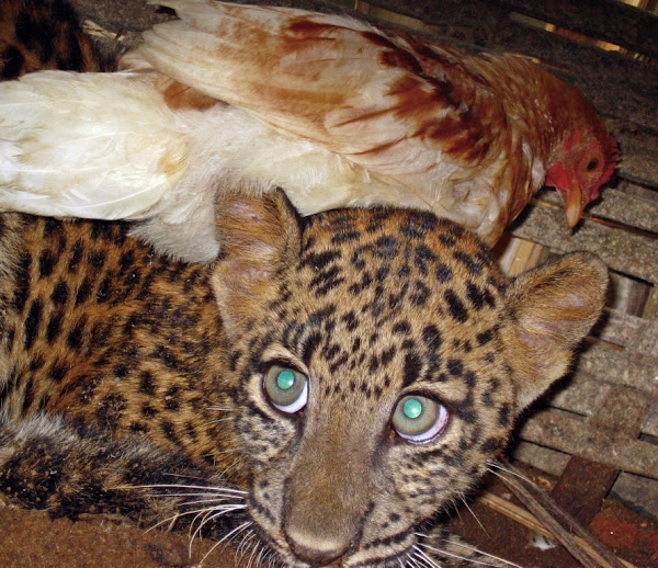 Leopard | Project Noah