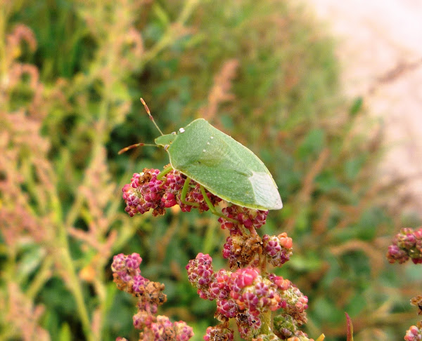 Chinche verde o chinche hedionda | Project Noah