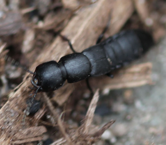 Rove Beetle | Project Noah