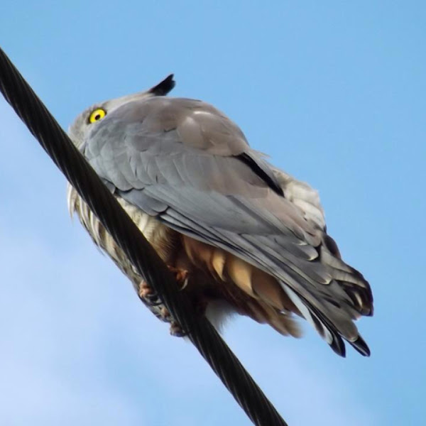 Pacific Bazaar | Project Noah