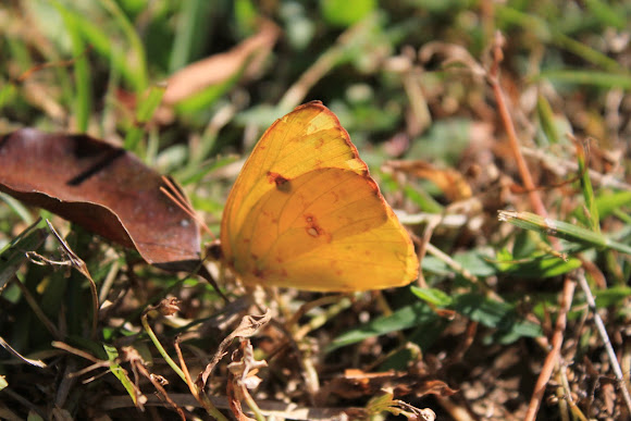 Cloudless Sulphur | Project Noah