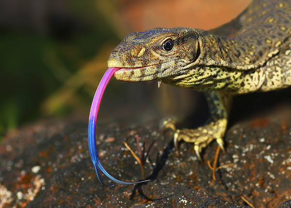 Indian Monitor lizard | Project Noah