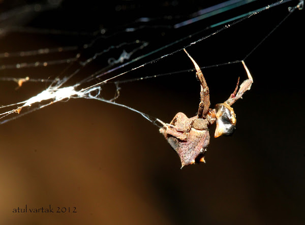 Hackled Orb Weaver | Project Noah