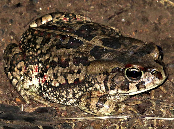 Olive toad | Project Noah