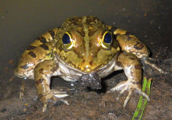 Angolan River frog | Project Noah