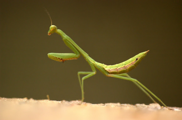 Chinese Mantis | Project Noah