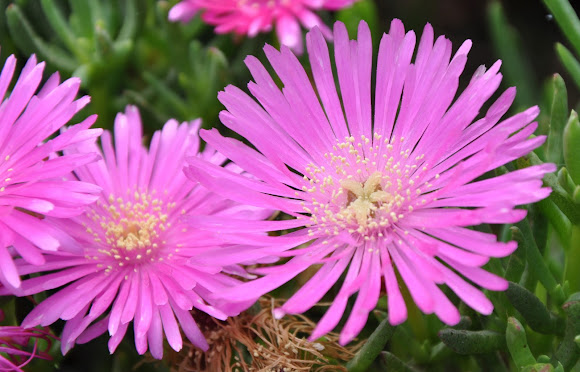 Sea Fig | Project Noah