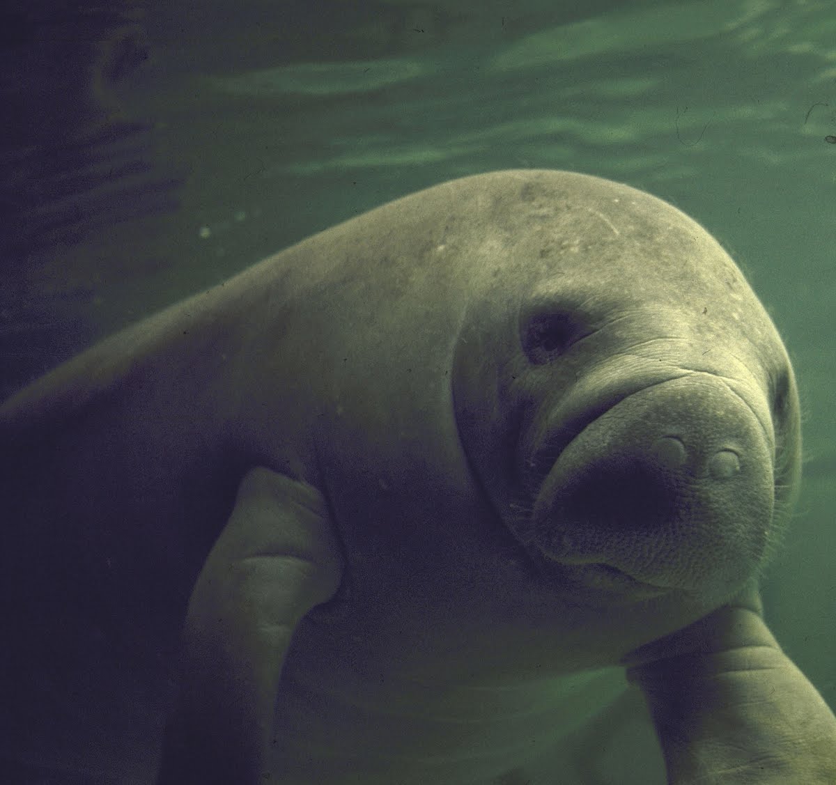 Mythical creatures: merpeople — Google Arts & Culture