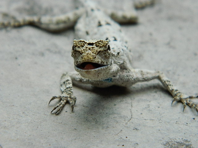 Flying Lizard | Project Noah