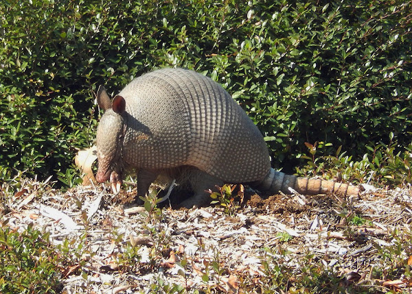 Nine-Banded Armadillo | Project Noah