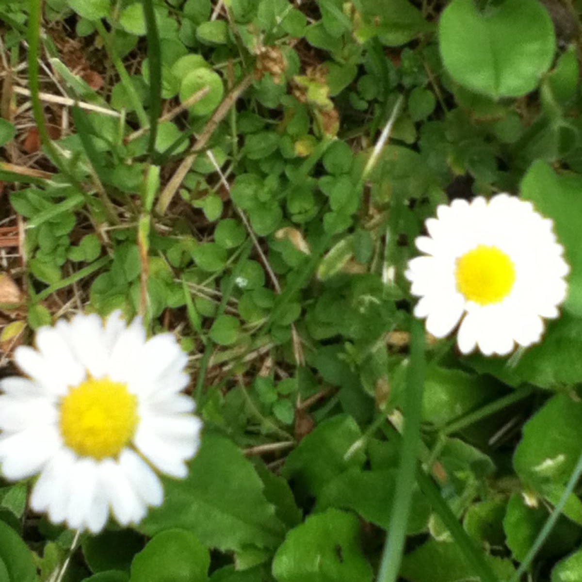 Daisy | Project Noah