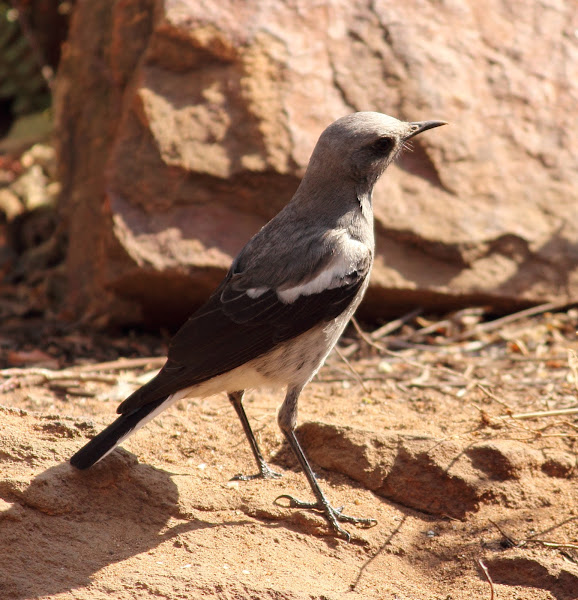 Mountain Chat or Mountain Wheatear | Project Noah