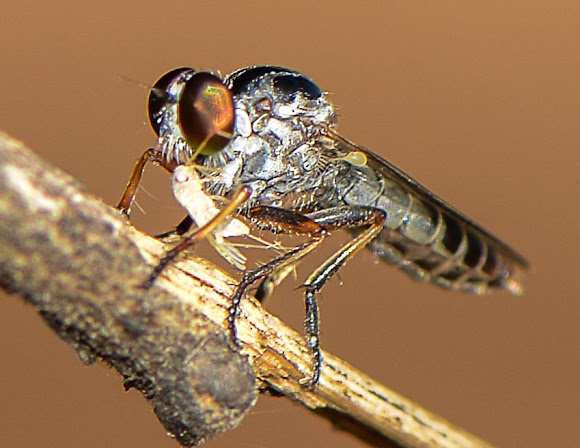 Robber Fly | Project Noah