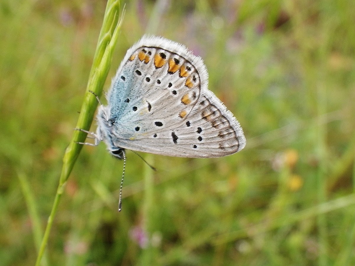 Common Blue | Project Noah
