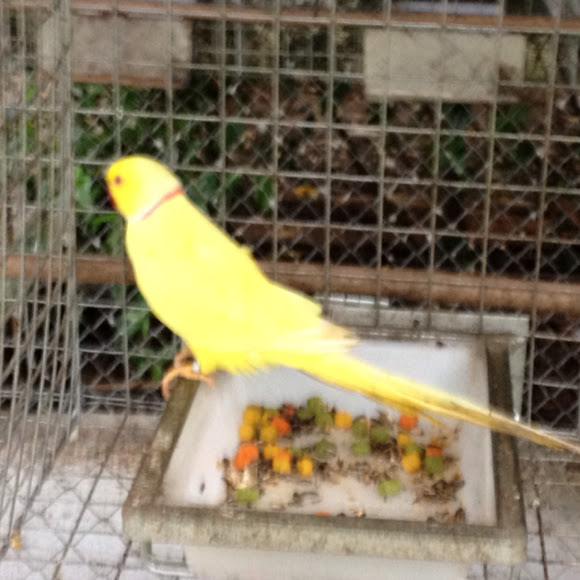 Yellow Ringneck Parrot | Project Noah